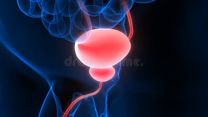Human Internal Organs Urinary System Kidneys with Bladder Anatomy Stock ...