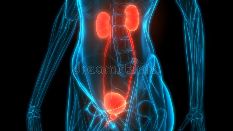 Human Internal Organs Urinary System Kidneys With Bladder Anatomy Stock ...