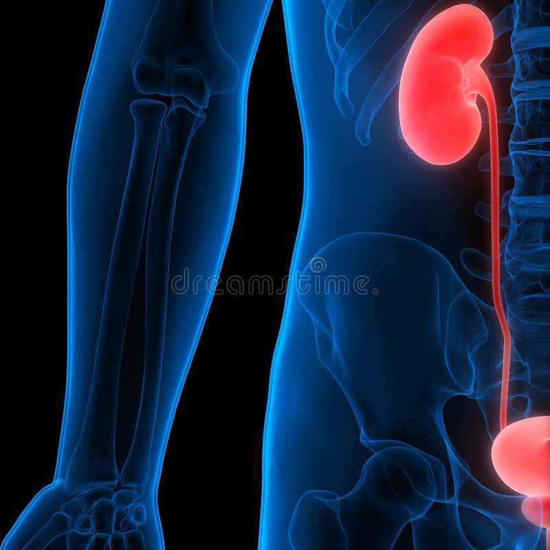 Human Internal Organs Urinary System Kidneys with Bladder Anatomy Stock ...