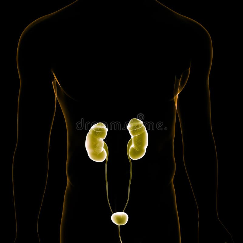 Human Internal Organs Urinary System Kidneys with Bladder Anatomy Stock ...