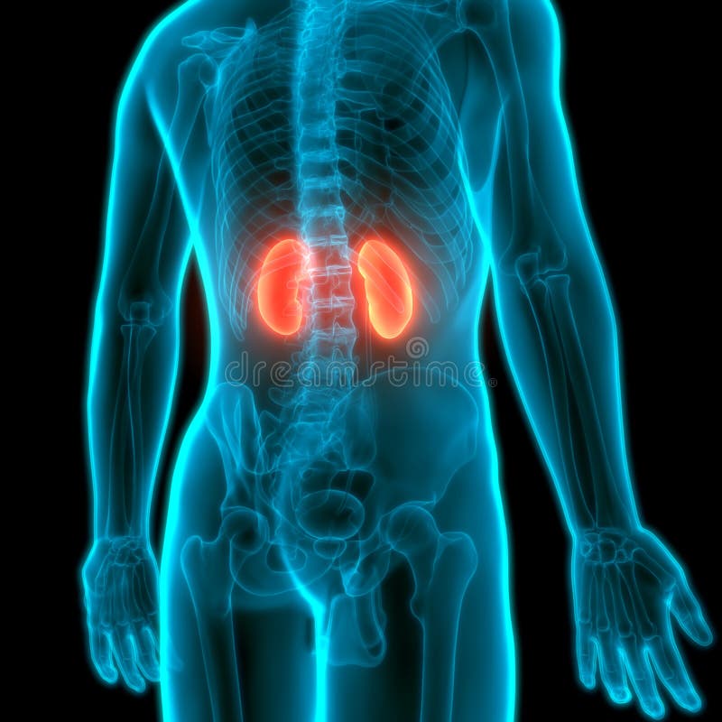 Human Internal Organs Urinary System Kidneys with Bladder Joints ...