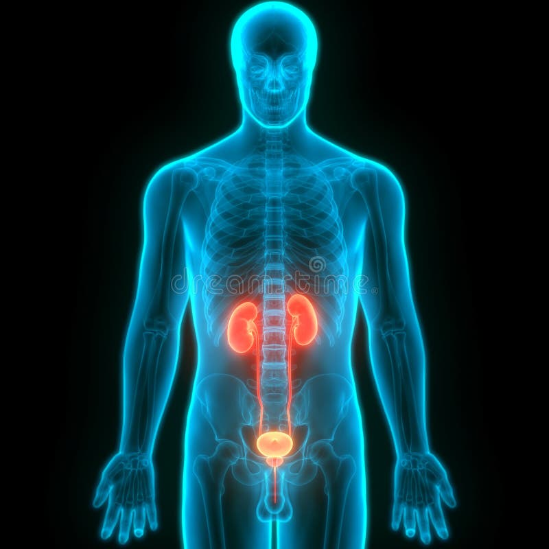Human Internal Organs Urinary System Kidneys with Bladder Joints ...