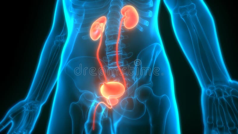 Human Internal Organs Urinary System Kidneys with Bladder Joints ...