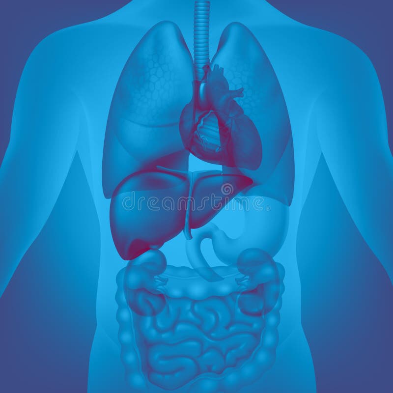 Human internal organs stock vector. Illustration of background - 113681805