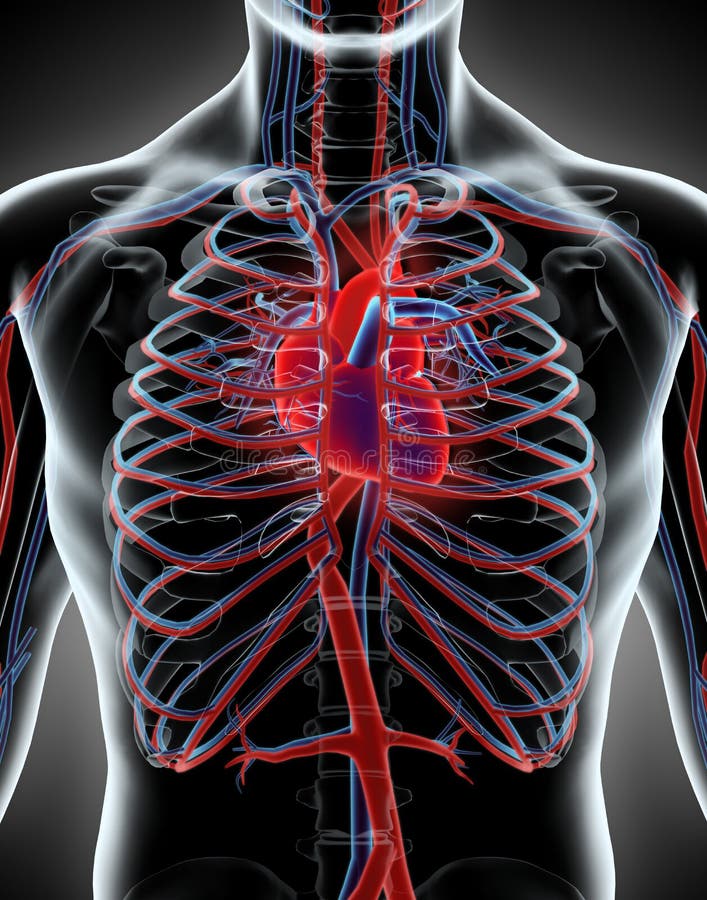 Human Internal System - Circulatory System. Stock Illustration ...