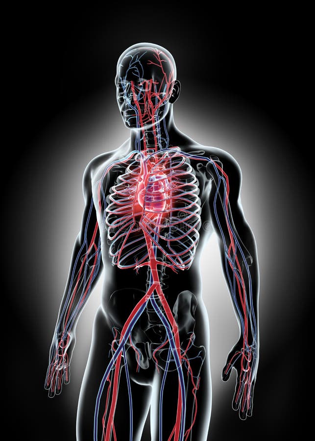 Human Internal System - Circulatory System. Stock Illustration ...