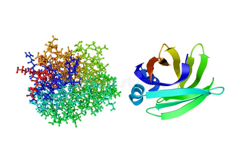 Human Intestinal Fatty Acid Binding Protein. Crystal Structure and ...