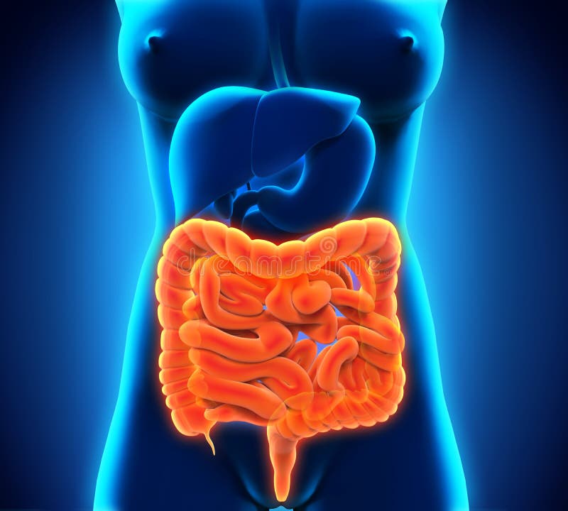 Human intestine anatomy stock illustration. Illustration of body - 34093430