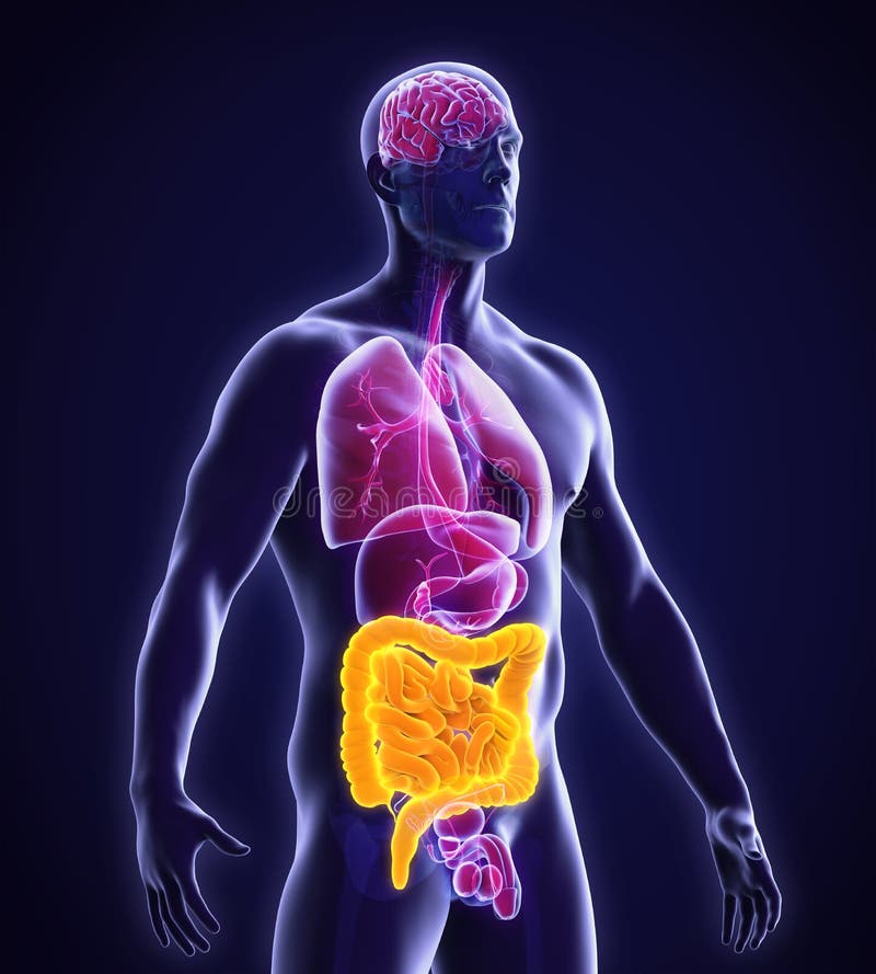 Human Intestine Anatomy stock illustration. Illustration of duodenum ...