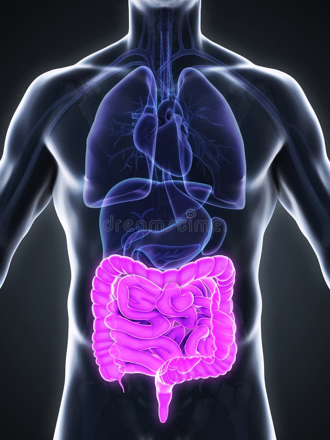 Human Intestine Anatomy stock illustration. Illustration of body - 70432717