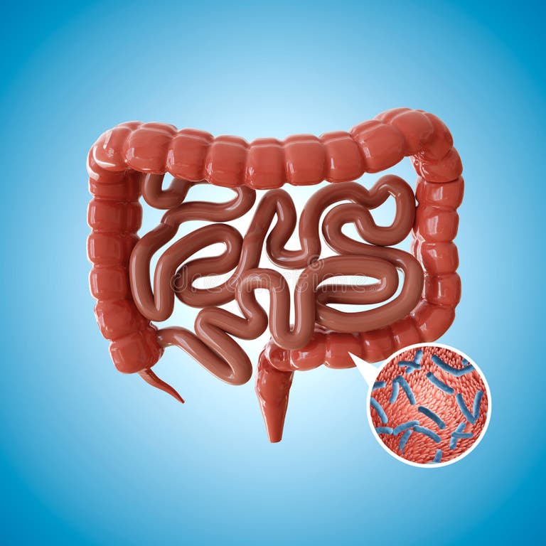 Human Intestine on Background of Probiotic Cells. Microbiome of ...