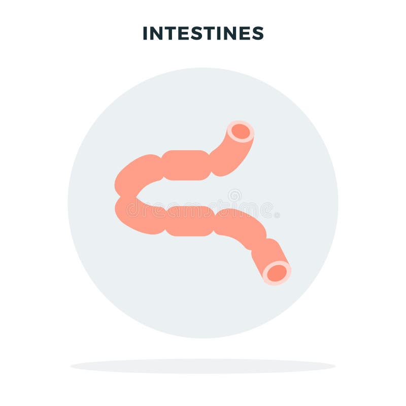 Human Intestine in Gray Circle Vector Flat Isolated Stock Vector ...