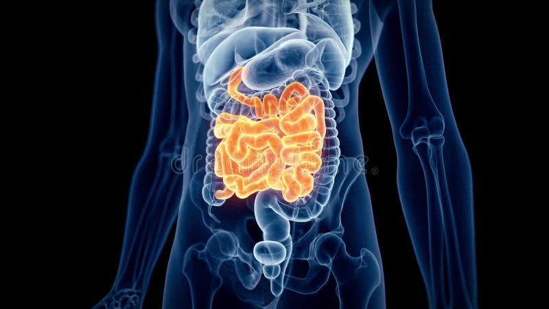 The human intestine stock video. Video of biology, graphic - 69563415
