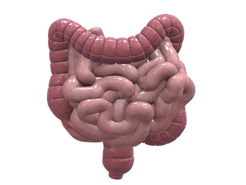 Human intestines stock illustration. Illustration of colon - 10245706