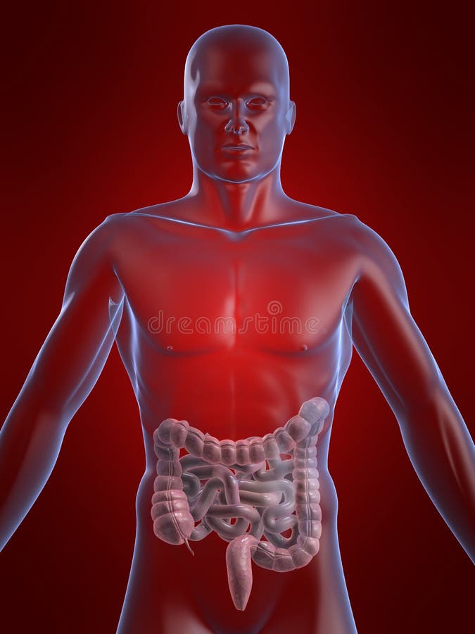 Human intestines stock illustration. Illustration of kidney - 2462931