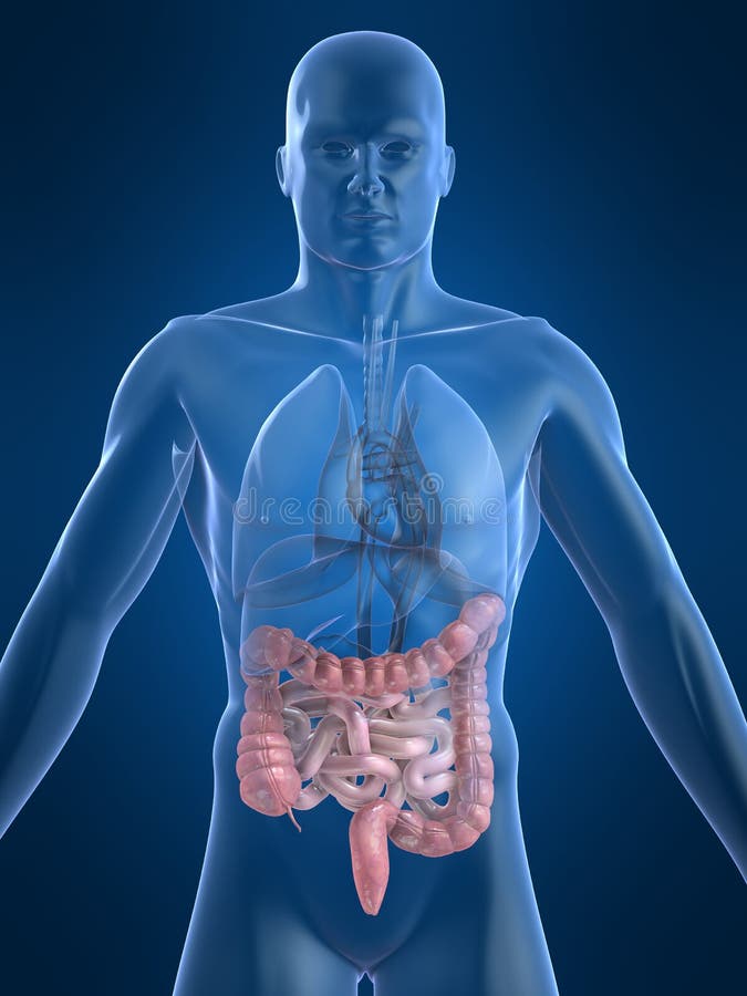 Human intestines stock illustration. Illustration of graphic - 3371318