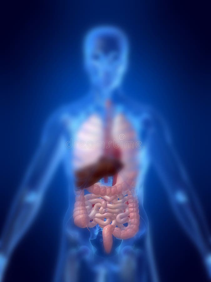 Human intestines stock illustration. Illustration of backbone - 3946635