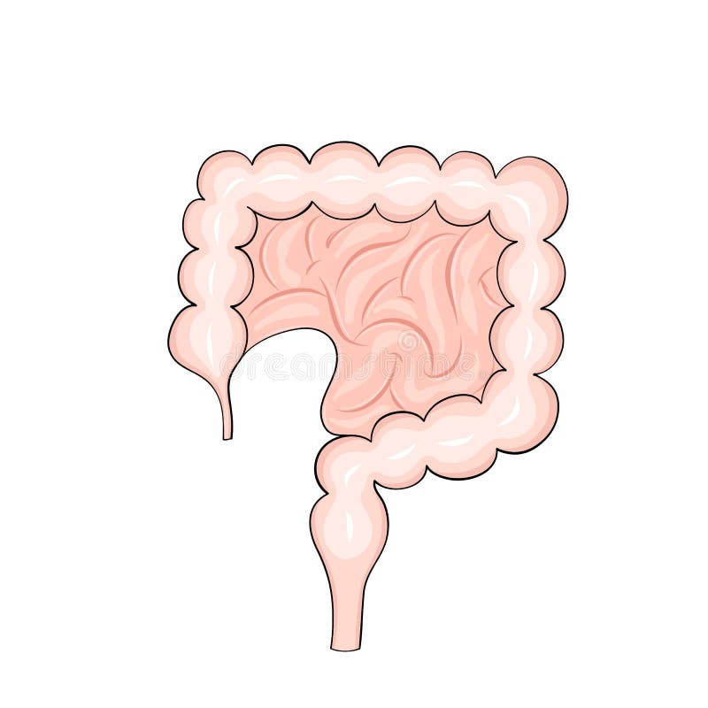 Human Intestines in Cartoon Style for Medical Design Stock Vector ...