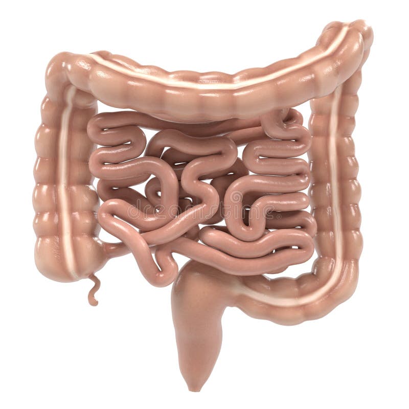 Human intestines stock illustration. Illustration of human - 70696109