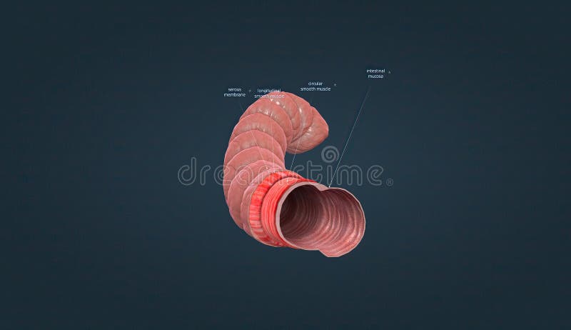The Human Intestines Function To Absorb Digestive Products and Have ...