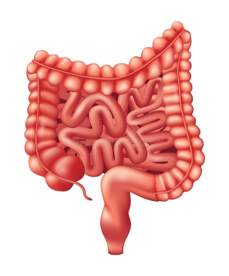 Human Intestines Organ - Human Organs Collection, Realistic Vector ...