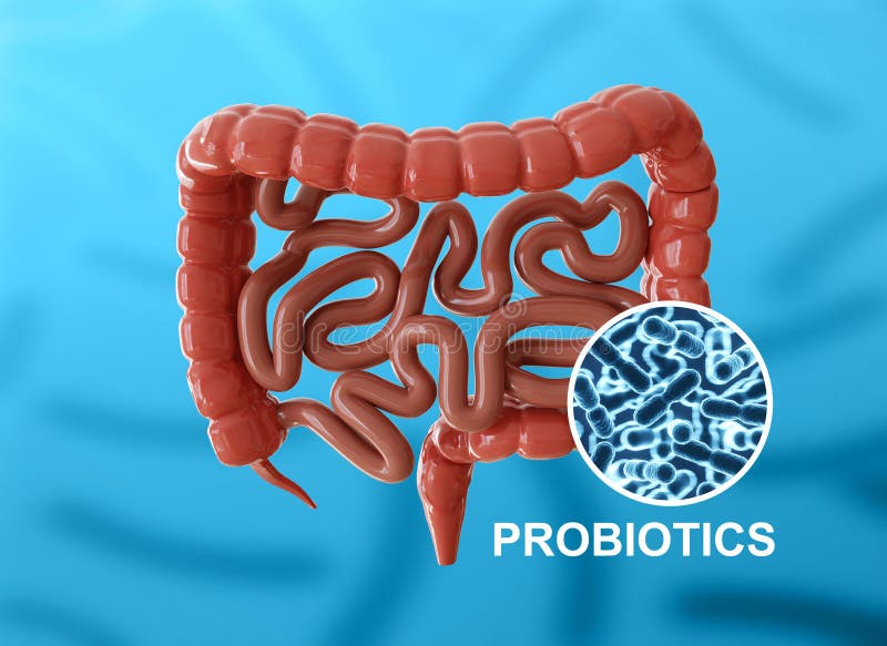Human Intestines with Probiotics Stock Illustration - Illustration of ...