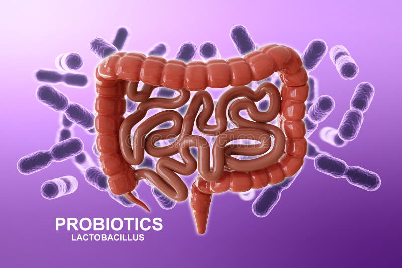 Human Intestines with Probiotics Stock Illustration - Illustration of ...
