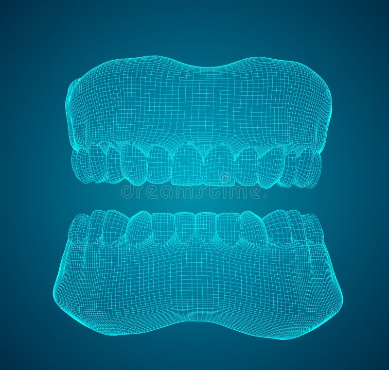 Human Jaw. 3d Vector Layout Stock Vector - Illustration of enamel ...