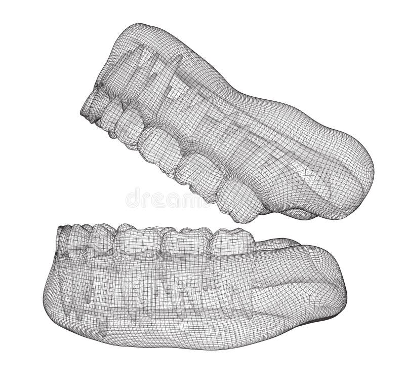 Human Jaw. 3d Vector Layout Stock Vector - Illustration of enamel ...