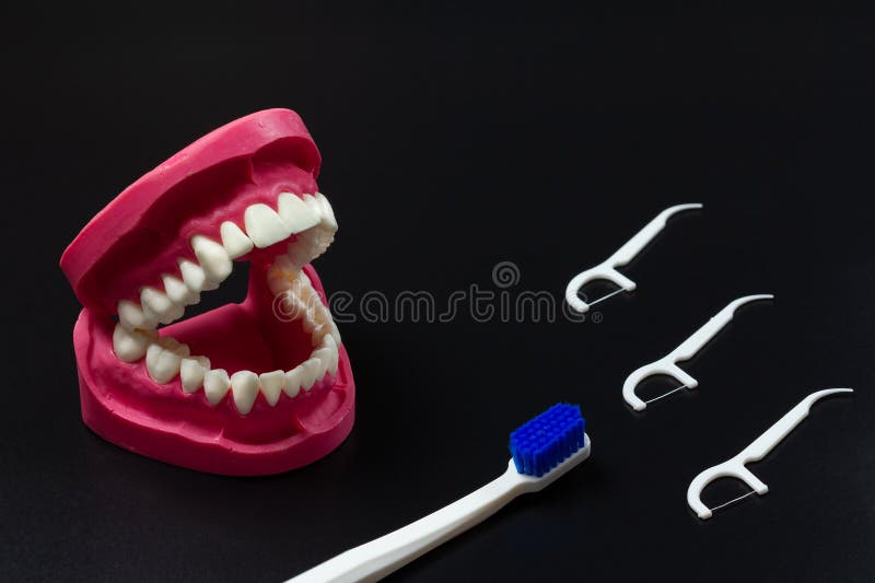 Human Jaw Layout, Toothbrush and Flossing Toothpicks Stock Image ...