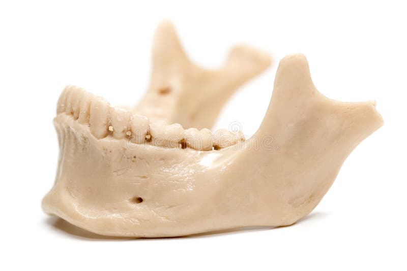 Human Jaw on a White Background Stock Image - Image of death, gone ...
