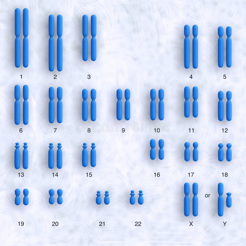Human karyotype stock illustration. Illustration of graphic - 21387484