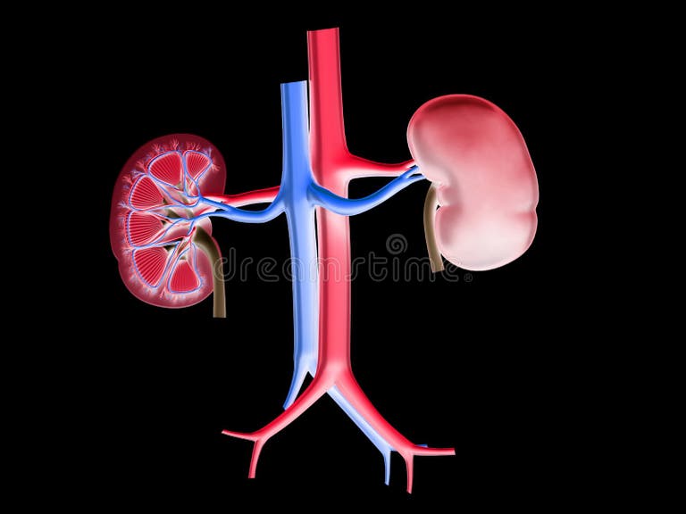 Realistic Human Kidney Anatomy Stock Illustrations – 1,014 Realistic ...
