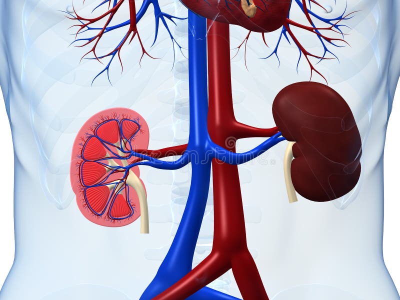 Human kidney stock illustration. Illustration of scientific - 5498726