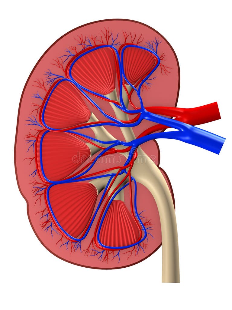 Kidney Human Blue Stock Illustrations – 2,237 Kidney Human Blue Stock ...