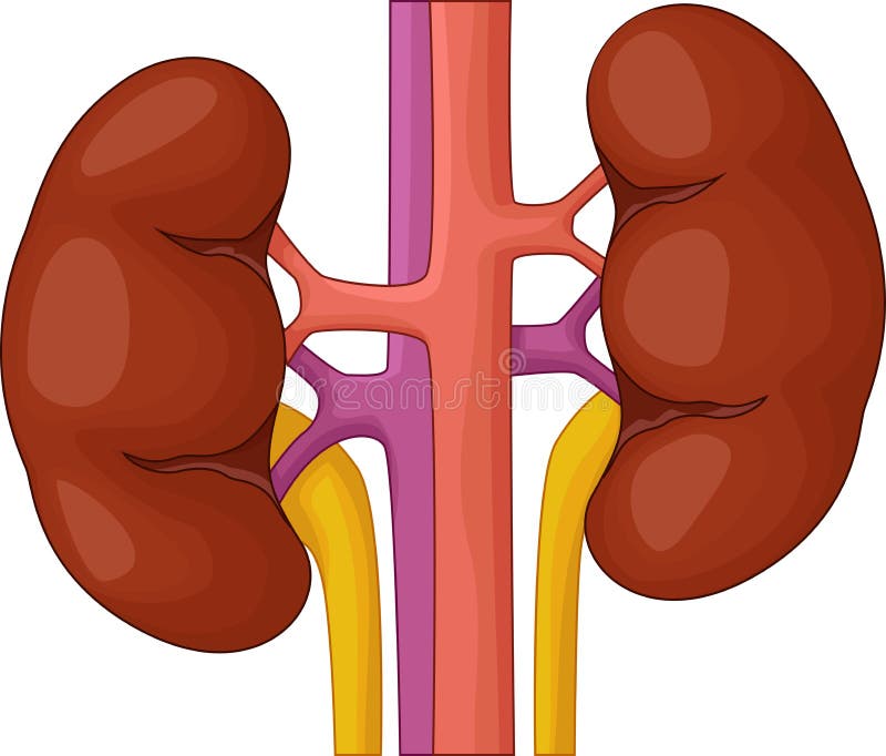Human Kidney Cartoon Illustration Stock Vector - Illustration of inside ...