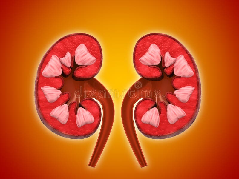 Human kidney stock photo. Image of profile, system, care - 217124524