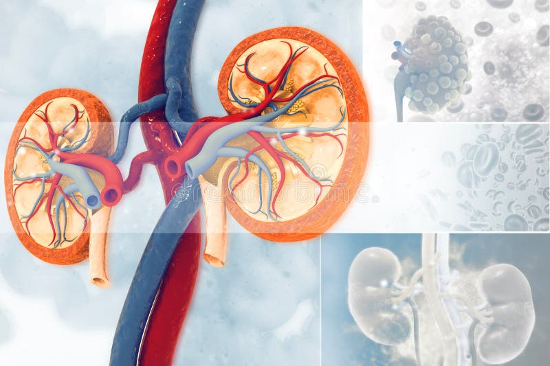 Human kidney cross section stock illustration. Illustration of ...