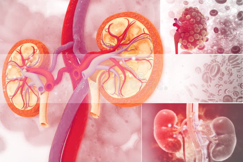 Human kidney cross section stock illustration. Illustration of adrenal ...