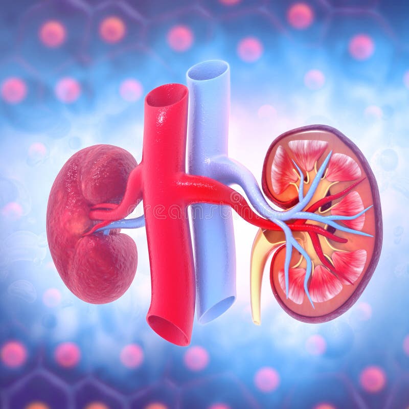 Human kidney cross section stock illustration. Illustration of ...
