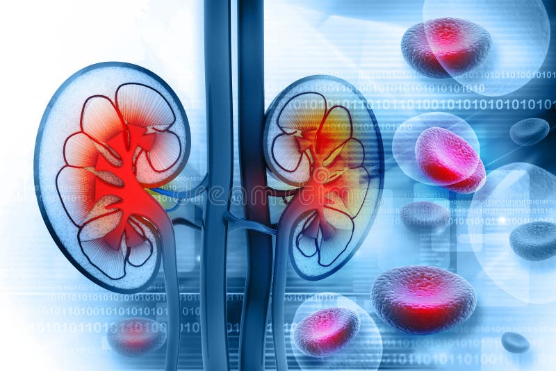 Human kidney cross section stock illustration. Illustration of inside ...