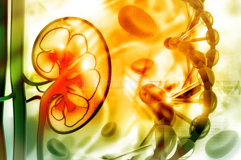 Human Kidney Cross Section with Dna Stock Illustration - Illustration ...