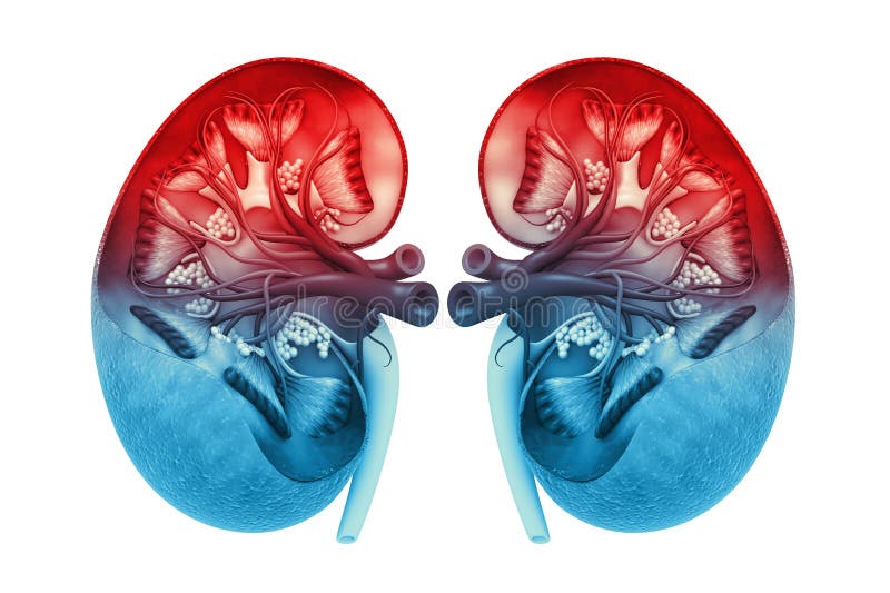 Human kidney cross section stock illustration. Illustration of renal ...