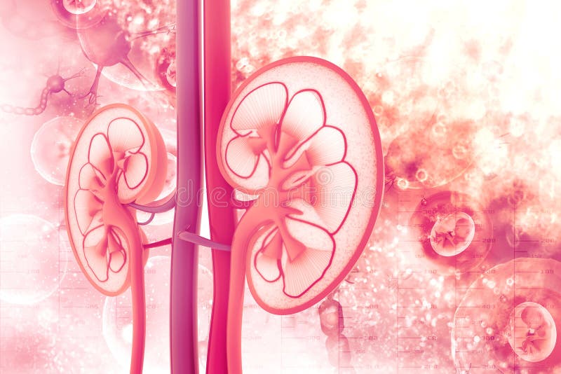 Human kidney cross section stock illustration. Illustration of blood ...