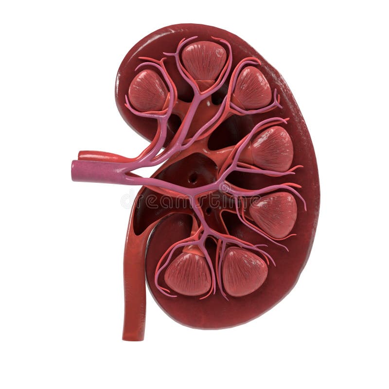 Human kidney stock illustration. Illustration of kidney - 70615846