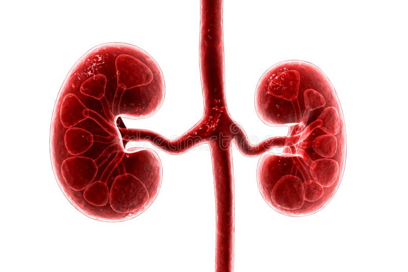 Human kidney stock illustration. Illustration of model - 277892349