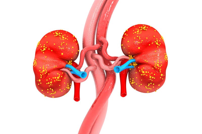Human kidney stock illustration. Illustration of system - 277900141