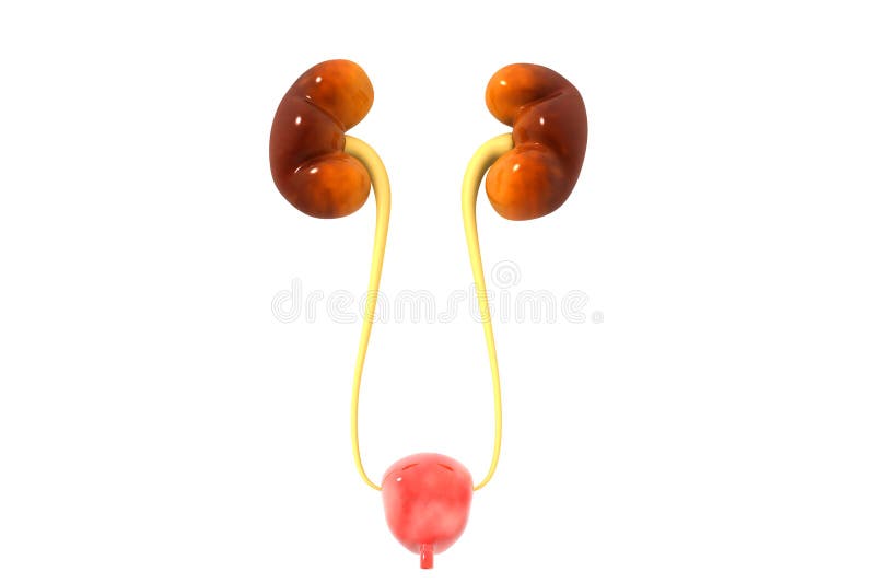 Human kidney stock illustration. Illustration of medicine - 277900403