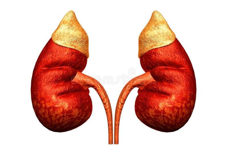 Human kidney stock illustration. Illustration of disease - 188864217