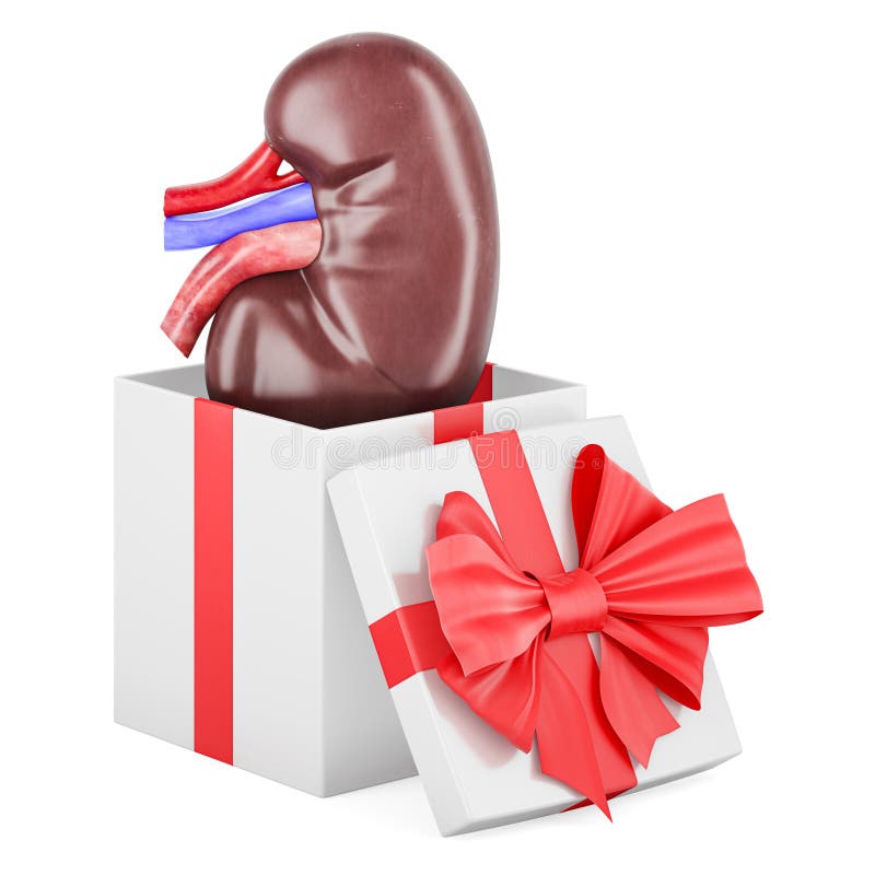 Kidney Gift Stock Illustrations – 101 Kidney Gift Stock Illustrations ...